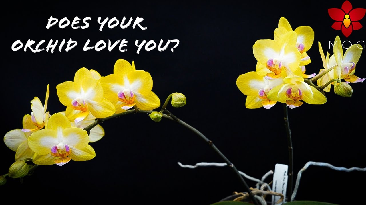MissOrchidGirl - 5 Signs that say your Orchid loves you! 💚 | Orchid ...